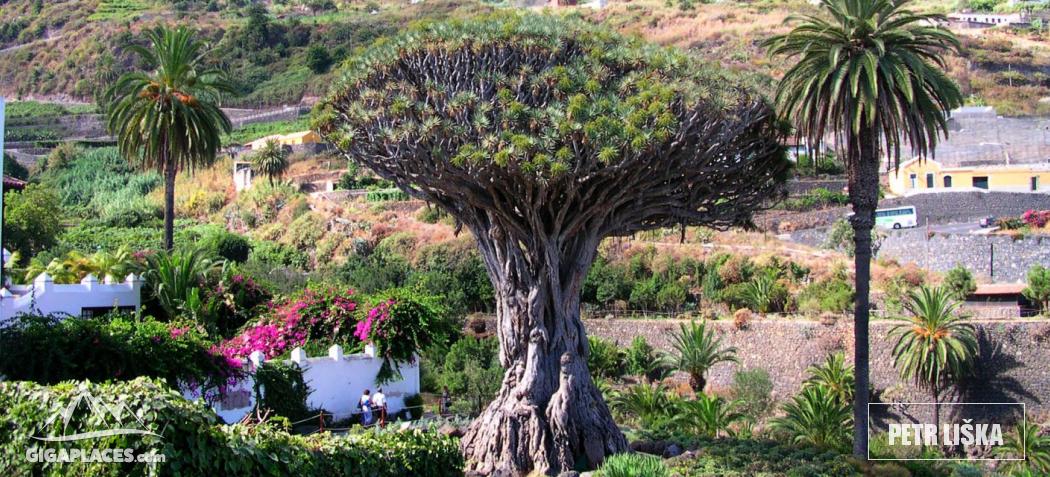 Drago Milenario - The oldest tree in Tenerife | Gigaplaces.com